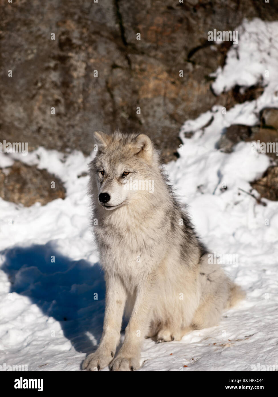 Young wolf pup calm attentive sitting in the snow Stock Photo - Alamy