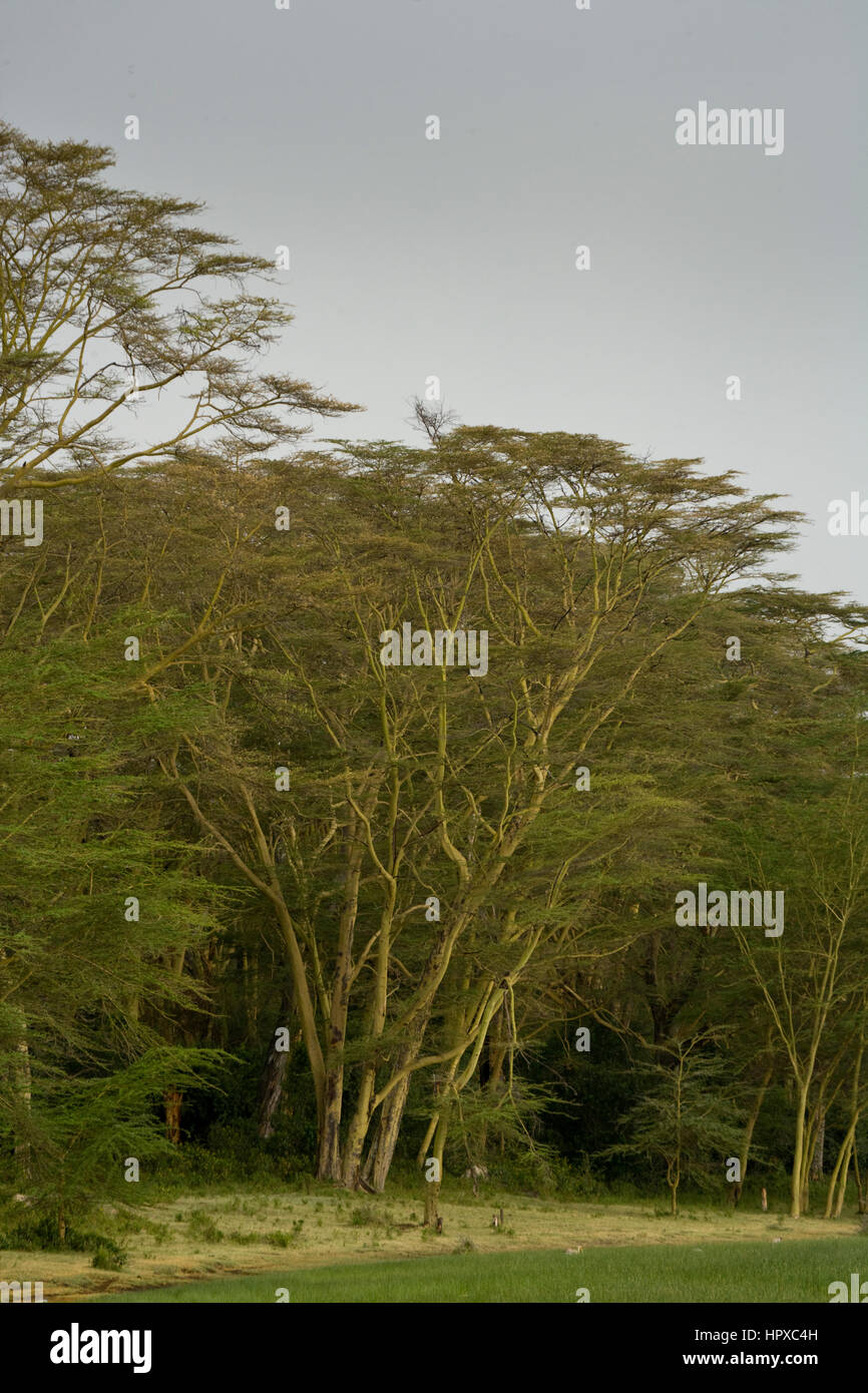 Yellow barked acacia trees hi-res stock photography and images - Alamy Yellow barked acacia trees hi-res stock photography and images - Alamy