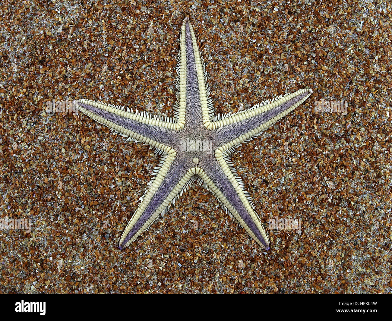 Purple seastar hi-res stock photography and images - Alamy