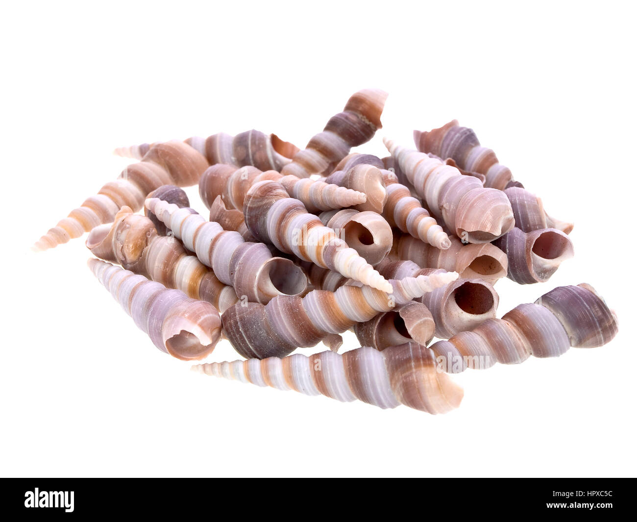 Pile of snail shells hi-res stock photography and images - Alamy