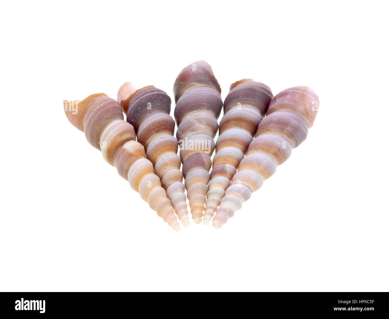 Shell pack of 5 Stock Photo - Alamy