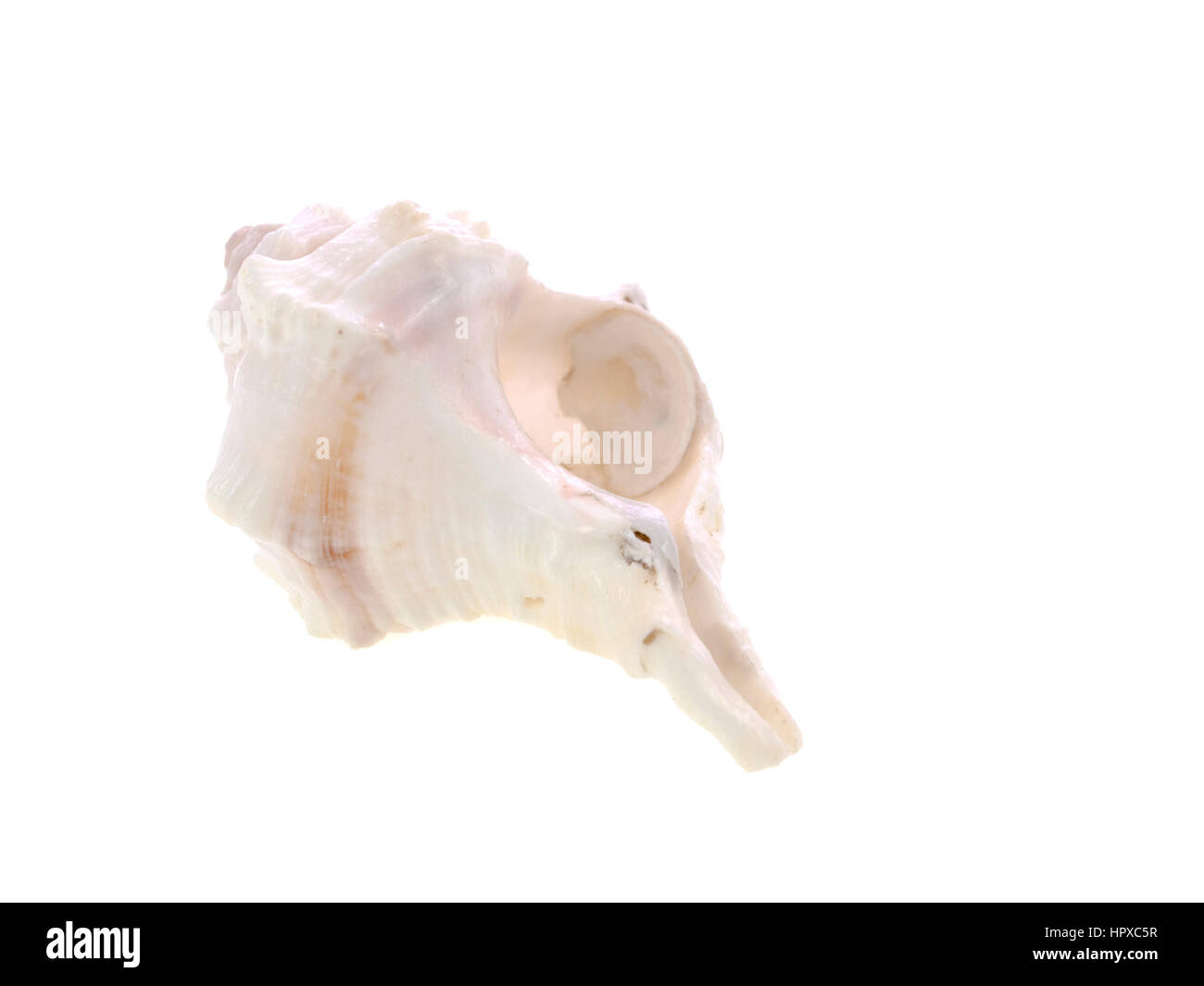 Curled shell Cut Out Stock Images & Pictures - Alamy