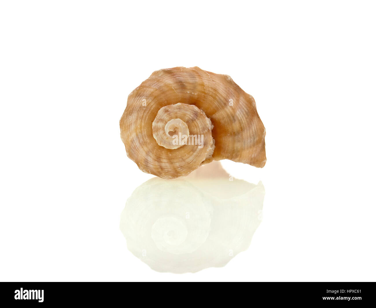 Curled up shell Stock Photo - Alamy