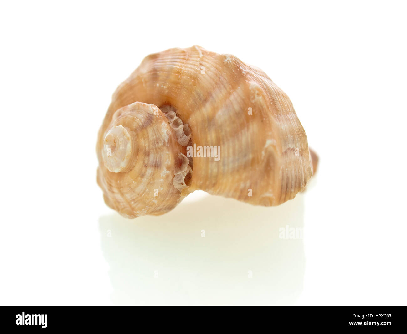 Shell side view Stock Photo - Alamy