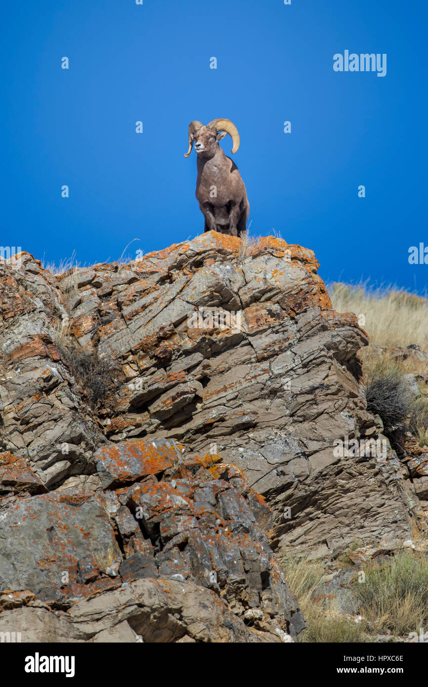 Bighorn sheep ram on rocky cliff overlook with grass and blue sky Stock ...