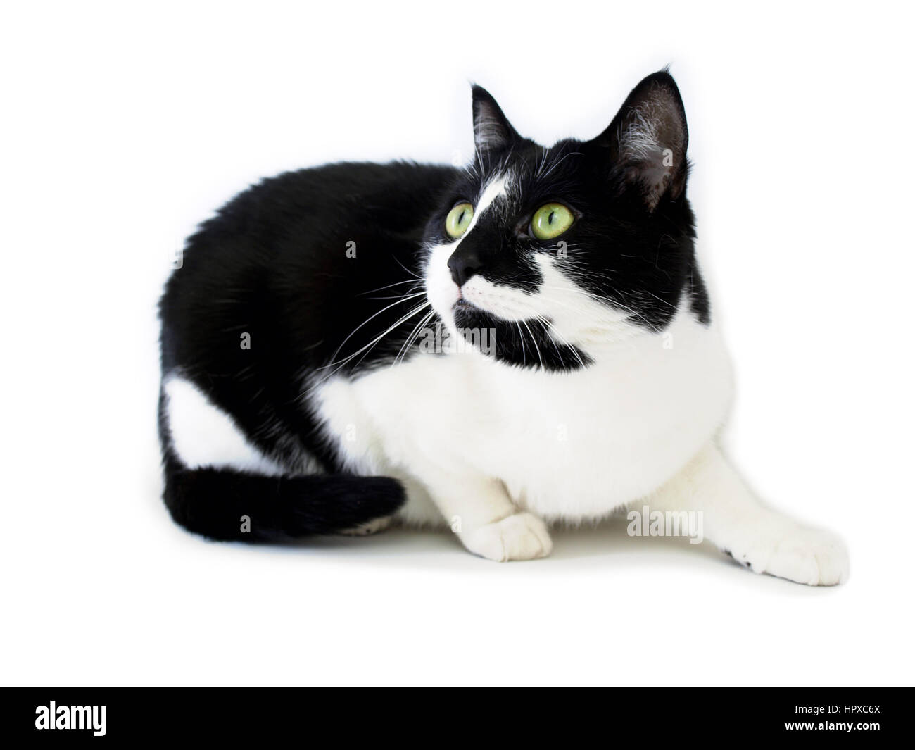 Attentive cat hi-res stock photography and images - Alamy