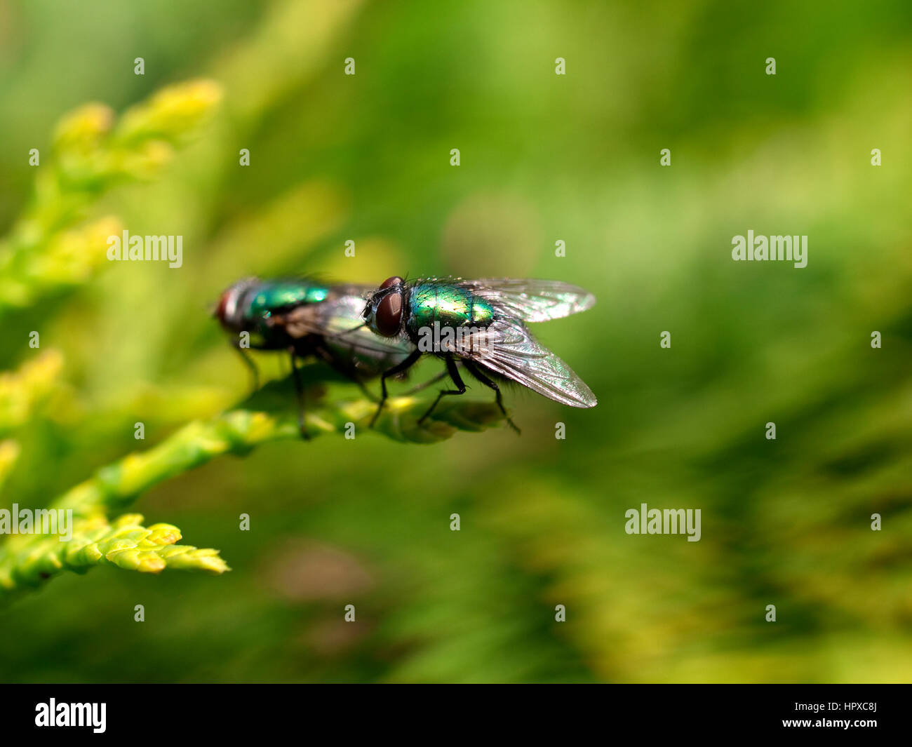 Diptera two wings hi-res stock photography and images - Alamy