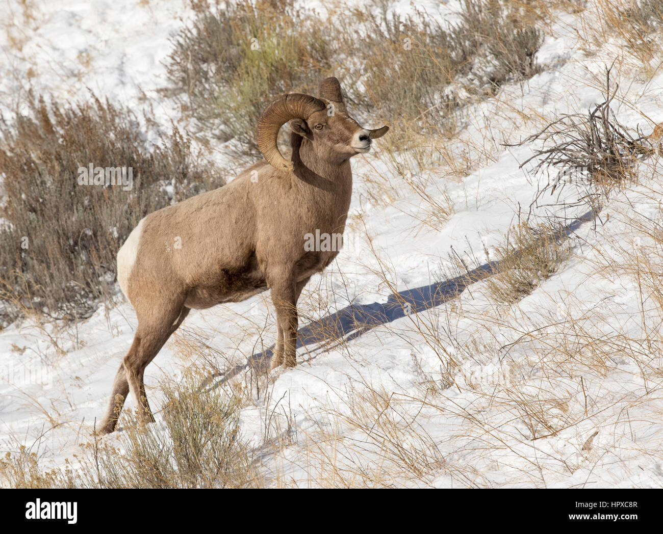Bighorn sheep ram standing on hill with snow and grass Stock Photo - Alamy