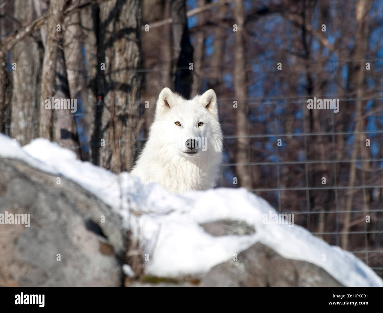 Arctic wolf in the snow Stock Photo - Alamy