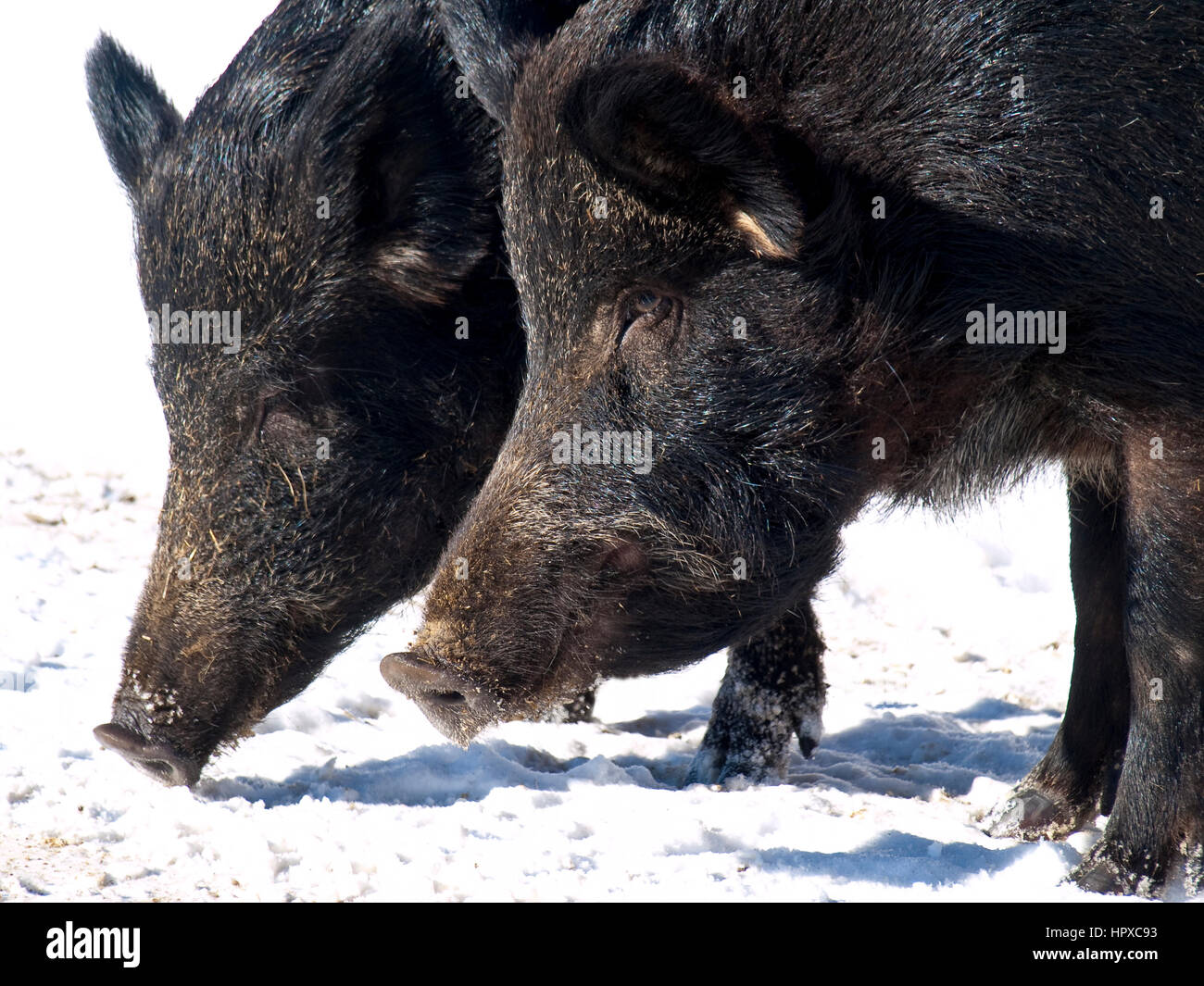 Wild boar pair hi-res stock photography and images - Alamy