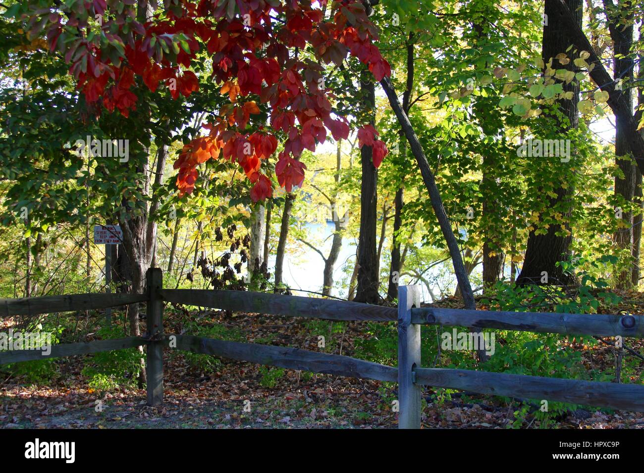 The colorful autumn leaves in the forest Stock Photo - Alamy