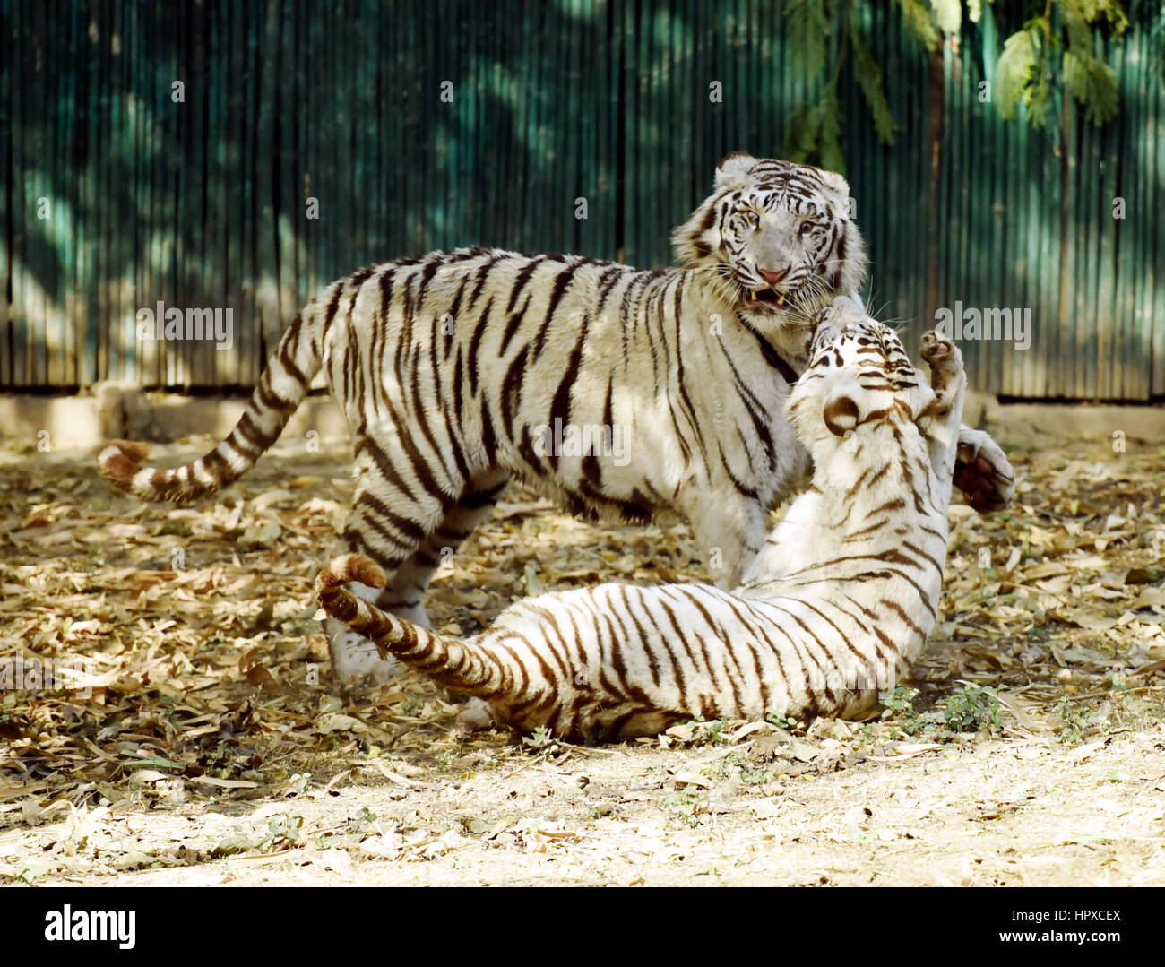 Two white tigers, having a fight Stock Photo - Alamy