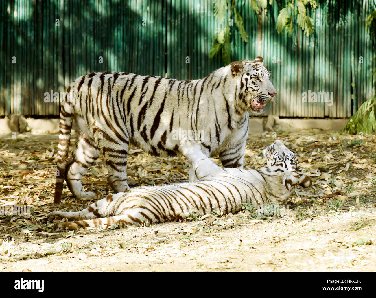 Tiger fight hi-res stock photography and images - Alamy
