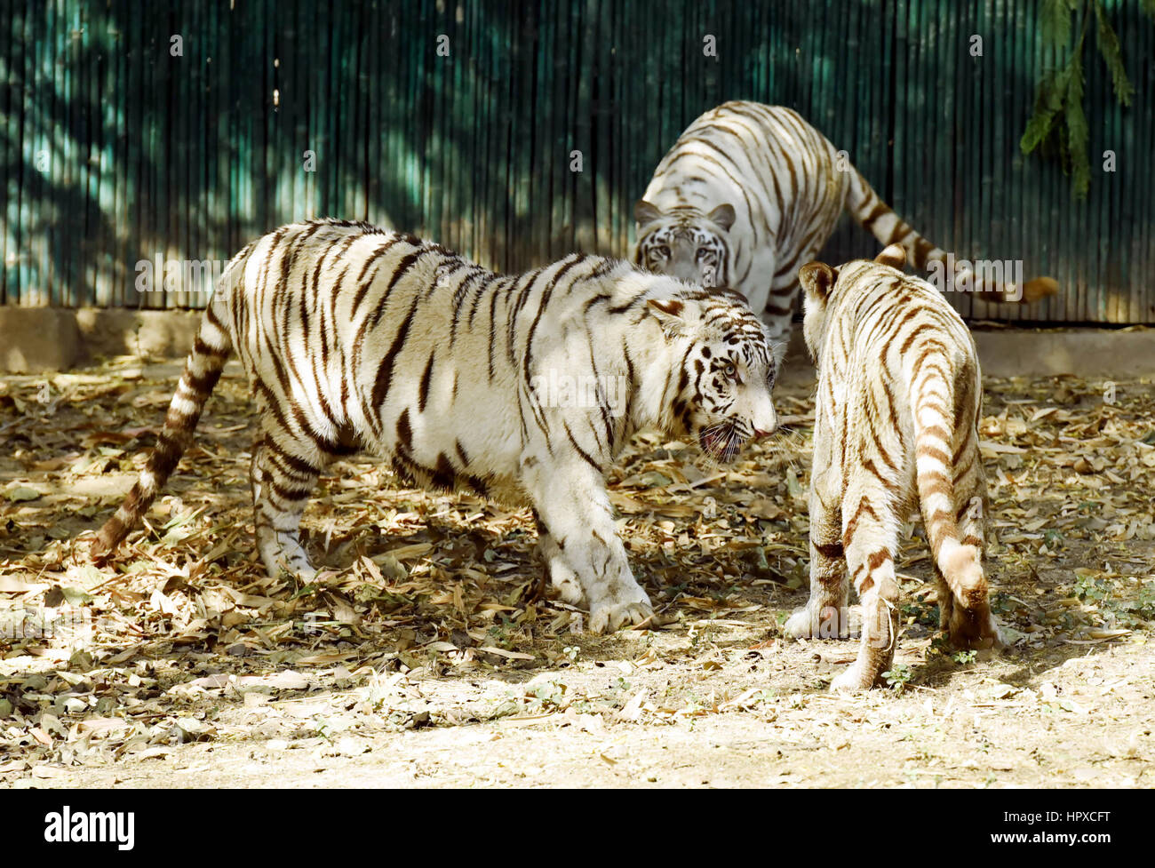 Tiger fight hi-res stock photography and images - Alamy