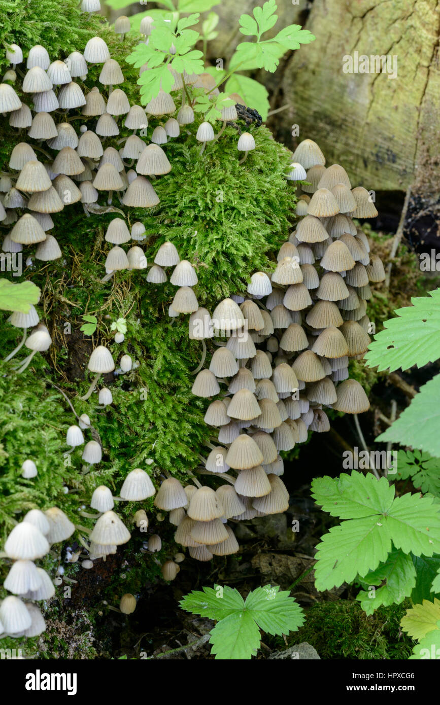Angel's Bonnet fungi (Mycena arcangeliana), group Stock Photo - Alamy