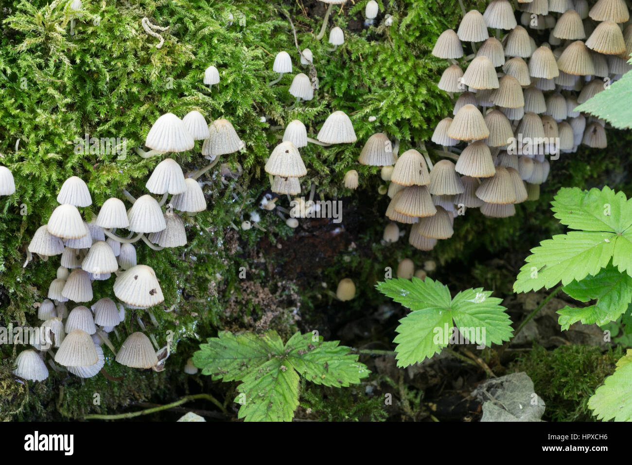 Angels Bonnet High Resolution Stock Photography and Images - Alamy