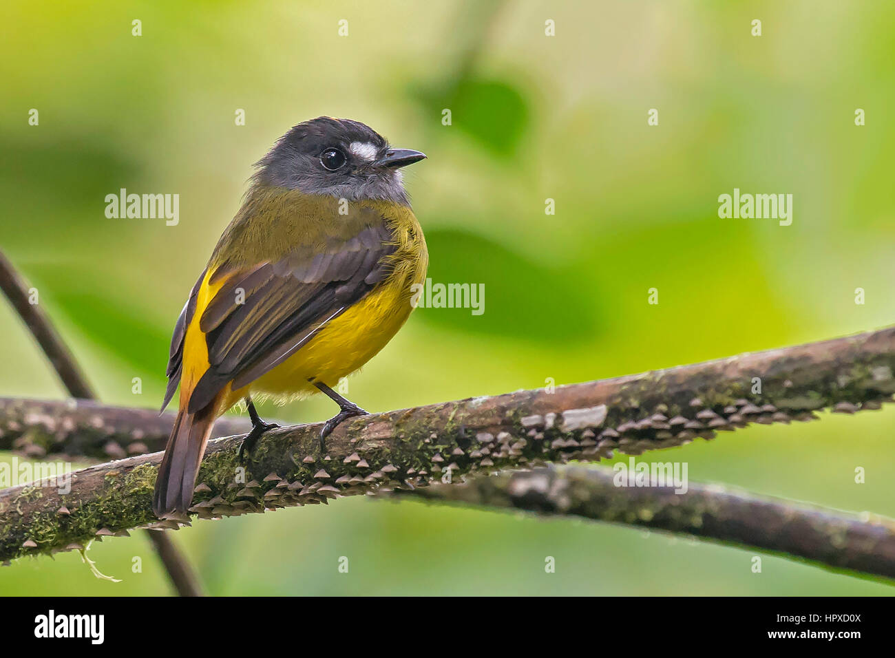 Ornate flycatcher hi-res stock photography and images - Alamy
