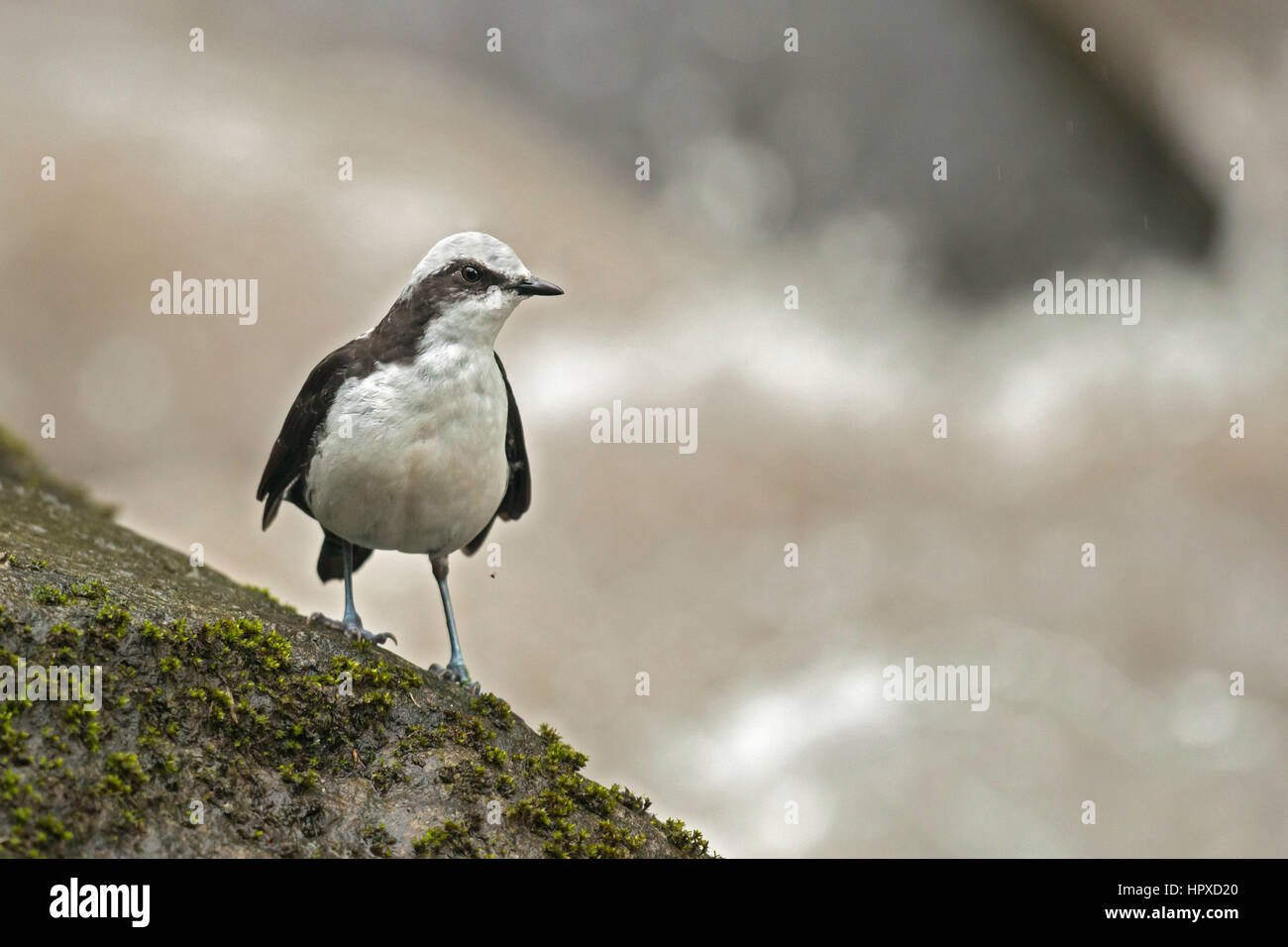 White-capped Dipper (Cinclus leucocephalus), Otun Quimbaya, Risaralda ...