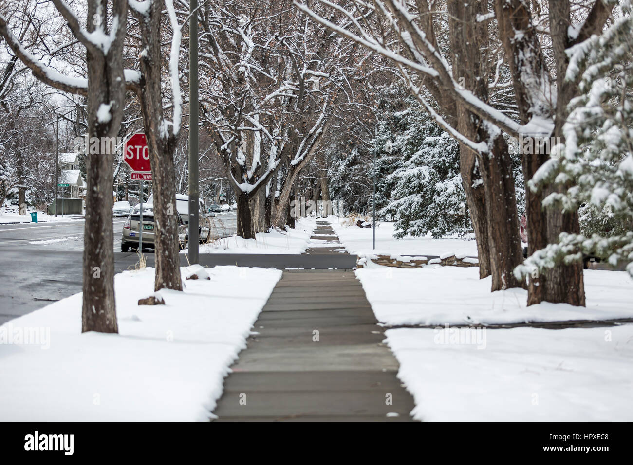 Snowy sidewalk and trees Stock Photo - Alamy