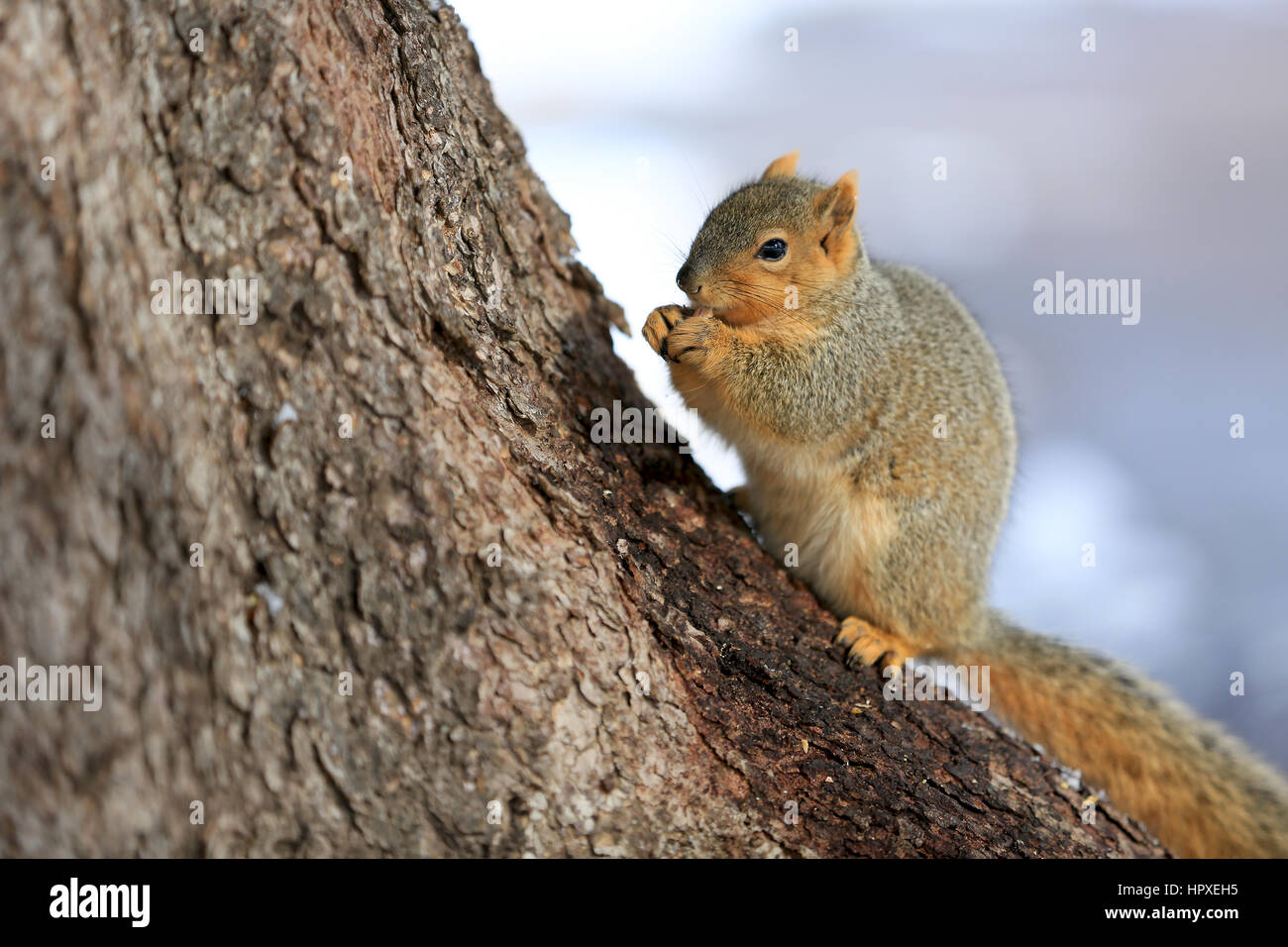 Fort collins colorado city hi-res stock photography and images - Alamy