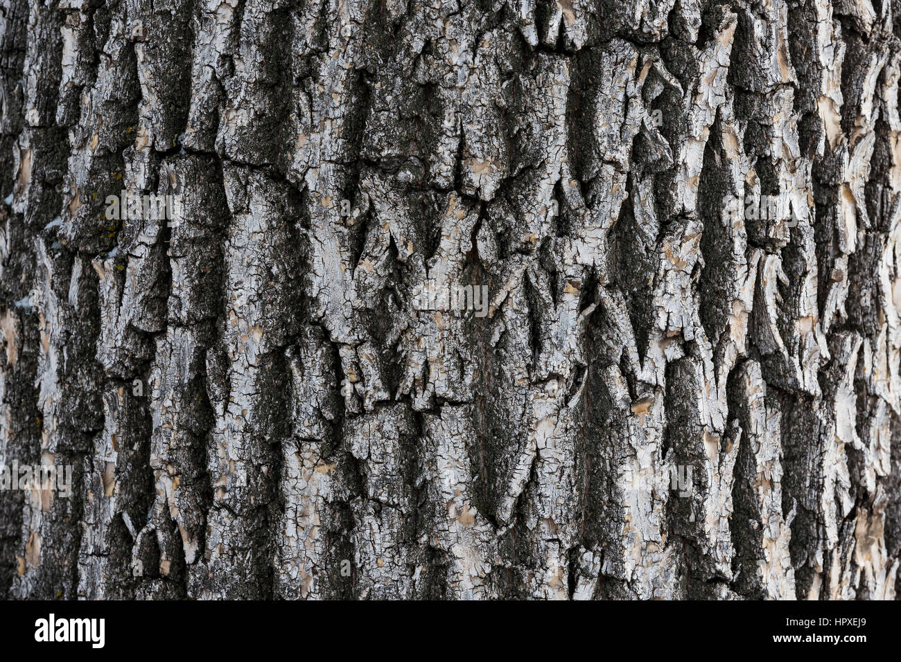 Bing tree bark texture Stock Photo - Alamy