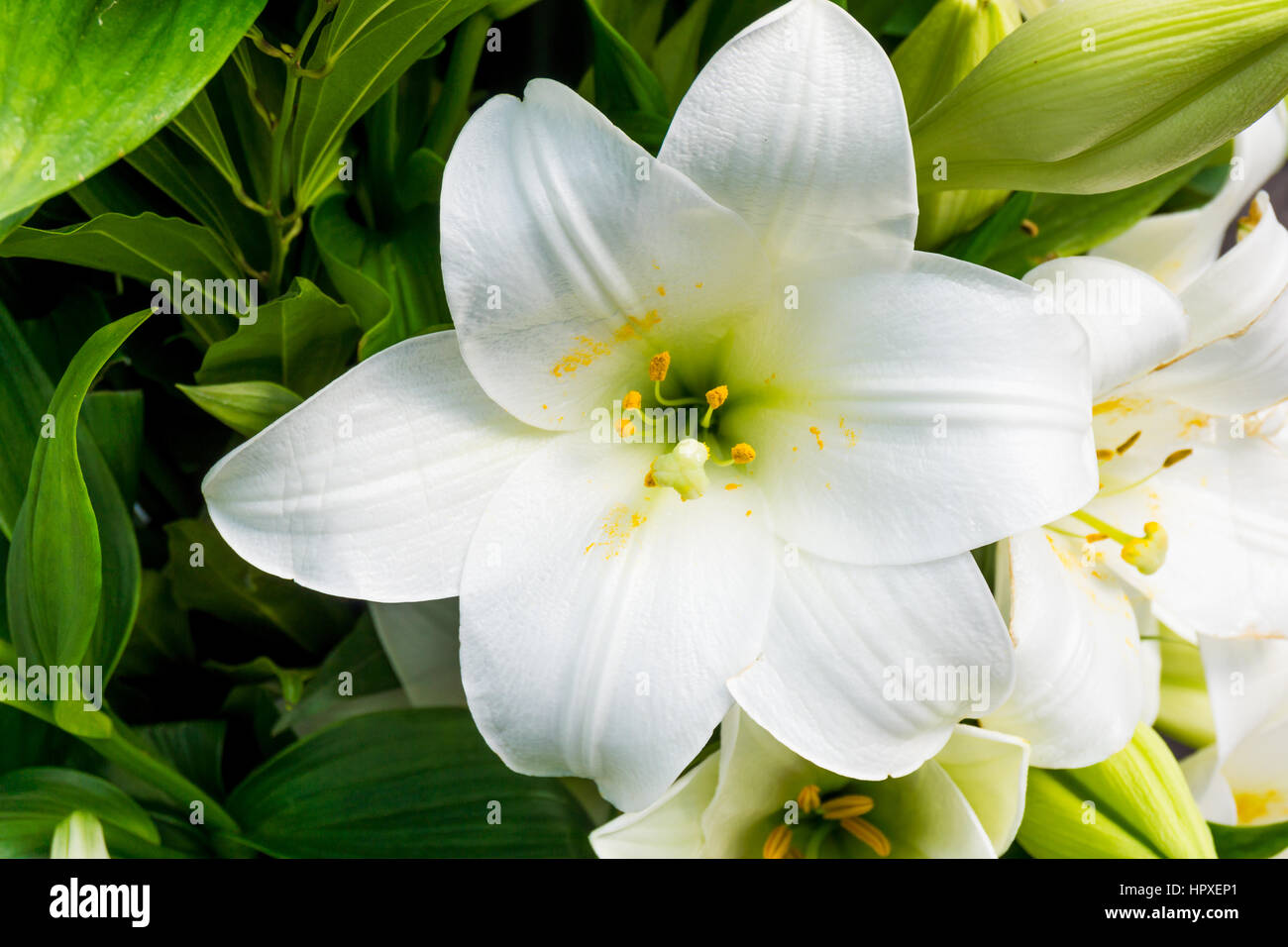Beautiful white lily flowers Stock Photo - Alamy