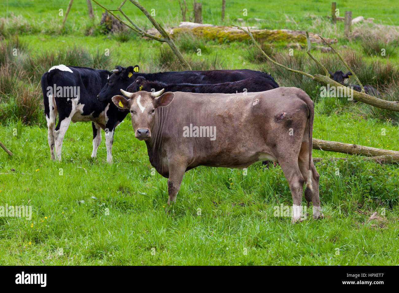 Cow in the field Stock Photo - Alamy