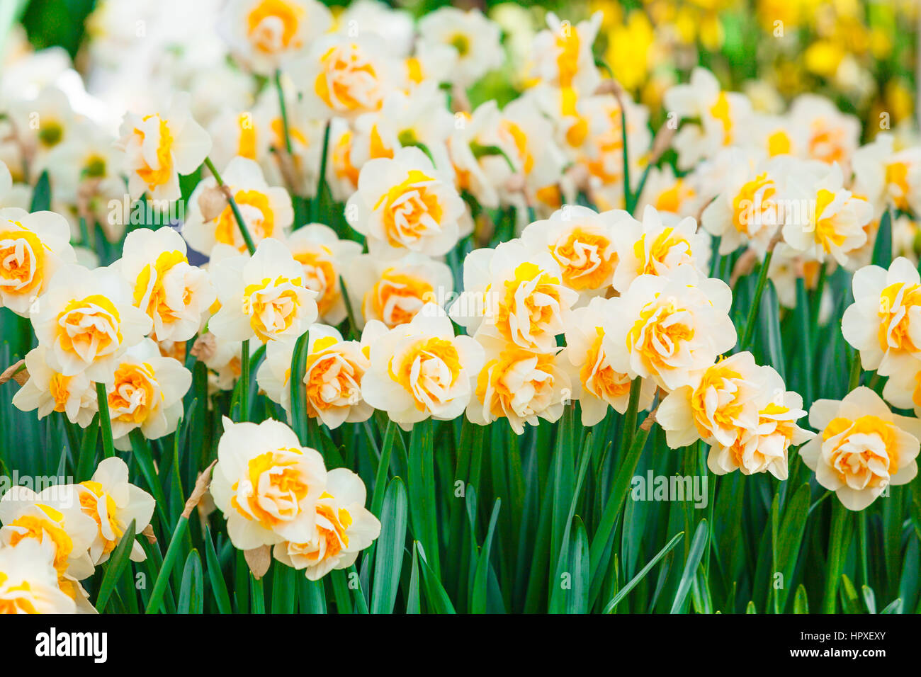 Spring flowers. Easter background Stock Photo - Alamy