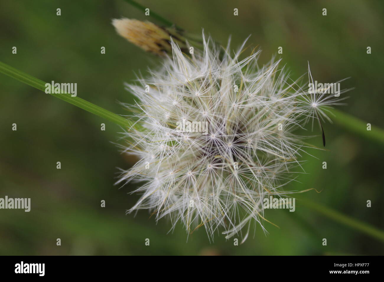 Flow dandelion hi-res stock photography and images - Alamy
