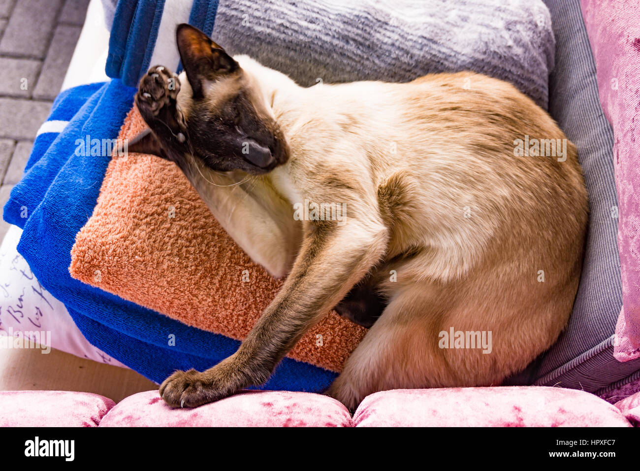 oriental cat. Siamese cat Stock Photo - Alamy