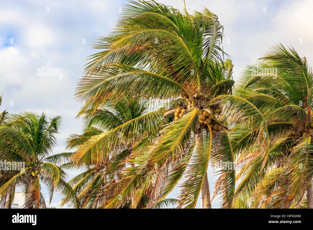 Palm trees in cyclone hi-res stock photography and images - Alamy