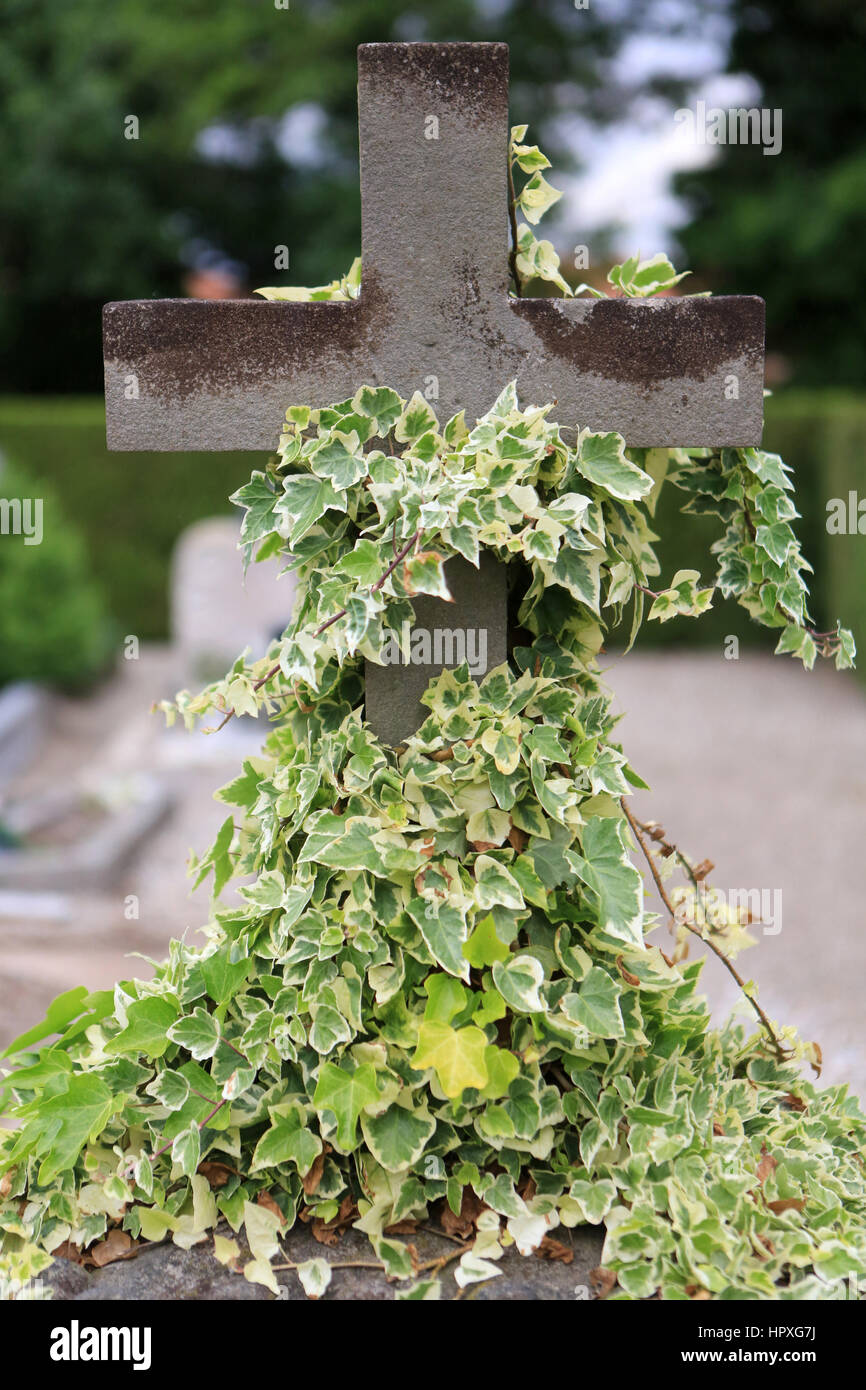 Stone cross covered with ivy. Wissembourg. Stone cross. Wissembourg ...