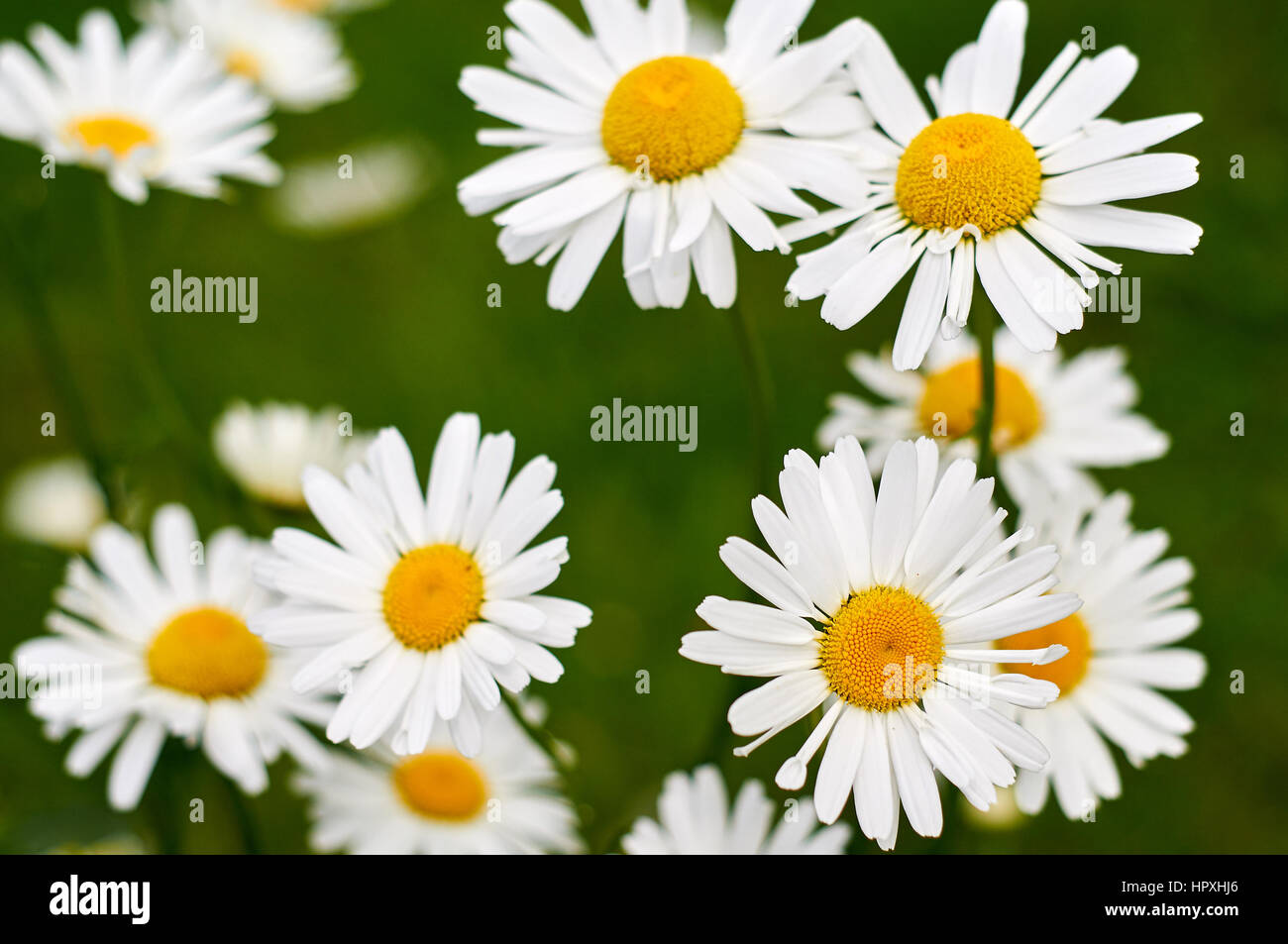daisy in group Stock Photo - Alamy