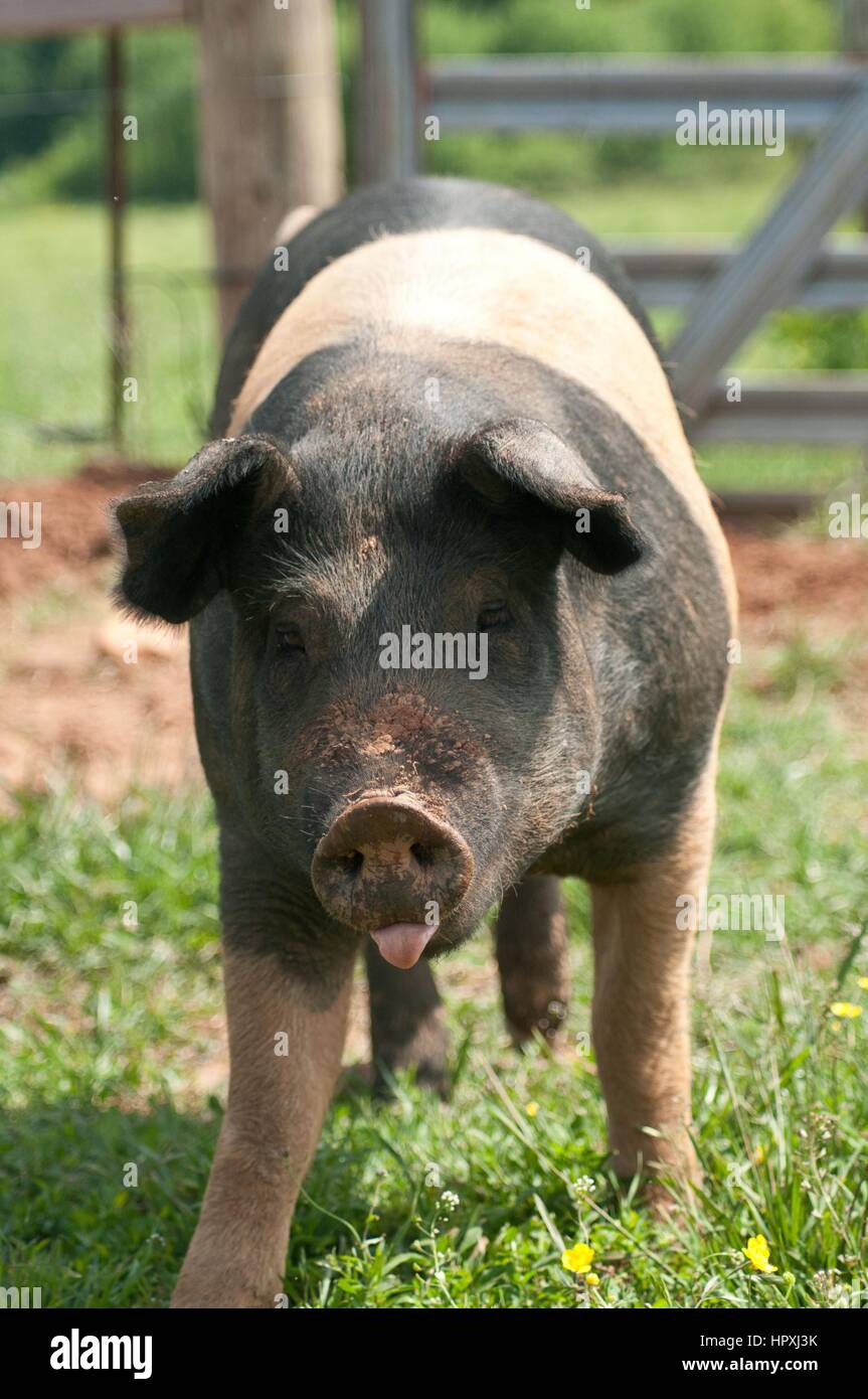 Pig at Keenbell Farm, which produces pork products, Rockville, VA, 2011 ...