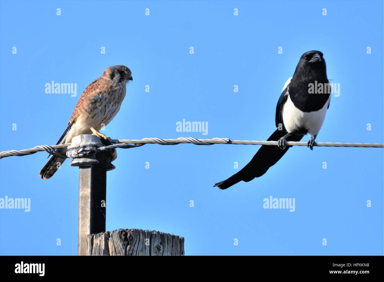 American magpie bird hi-res stock photography and images - Alamy