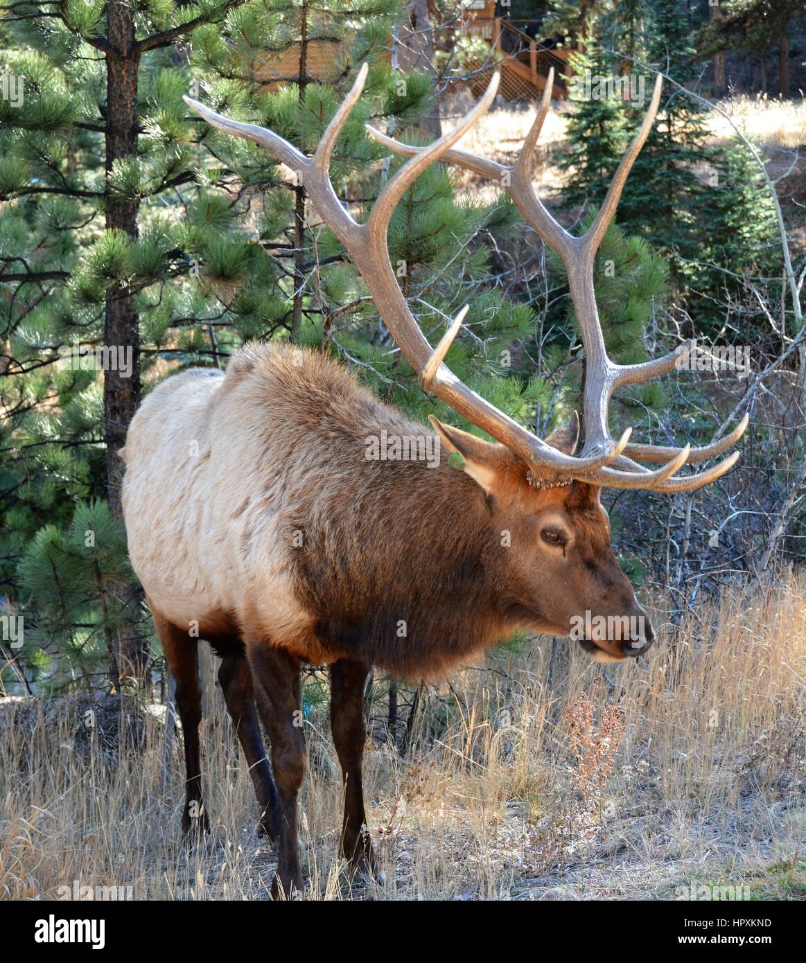 Deer & Elk Stock Photo - Alamy