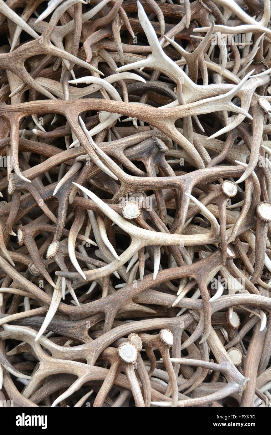 Deer antler pile hi-res stock photography and images - Alamy