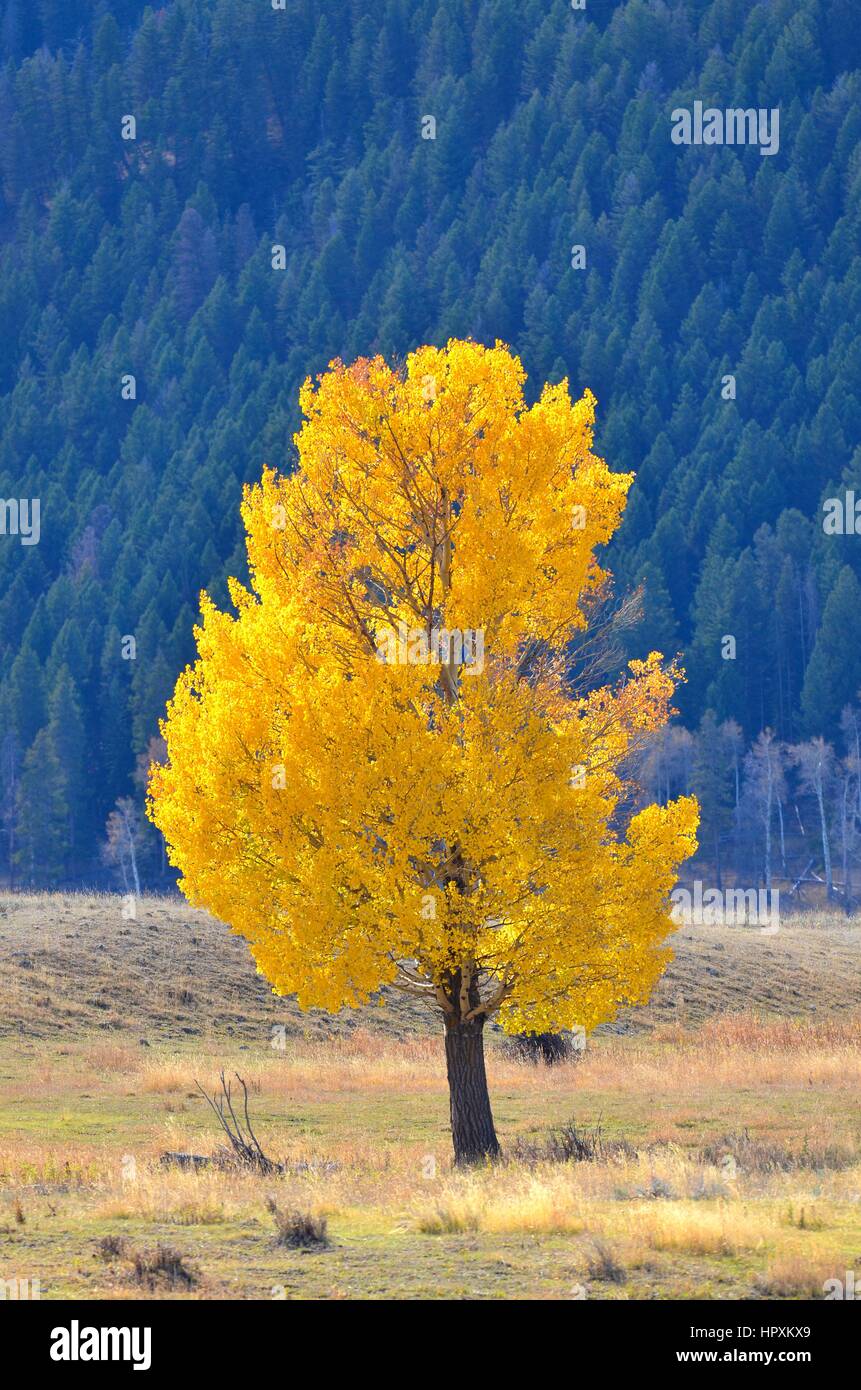 Fall Leaves in the Mountains Stock Photo - Alamy
