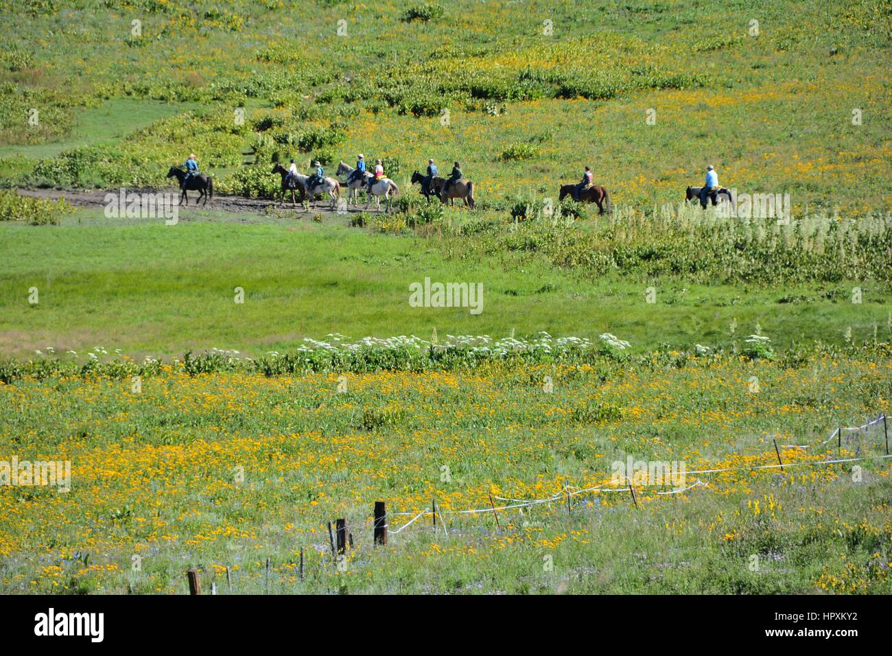 Cowgirls Roping High Resolution Stock Photography and Images - Alamy