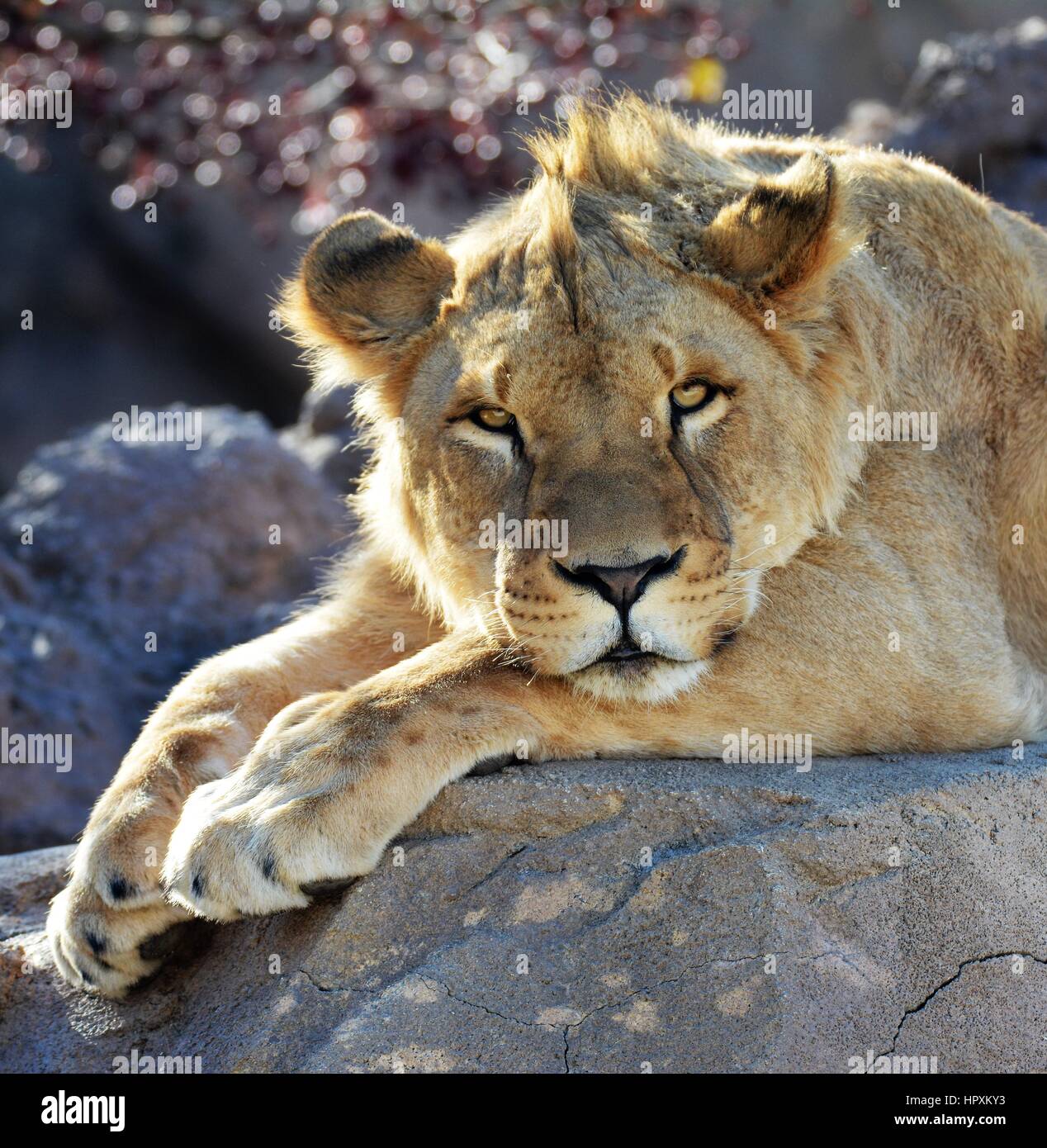 Pack of lions hi-res stock photography and images - Alamy