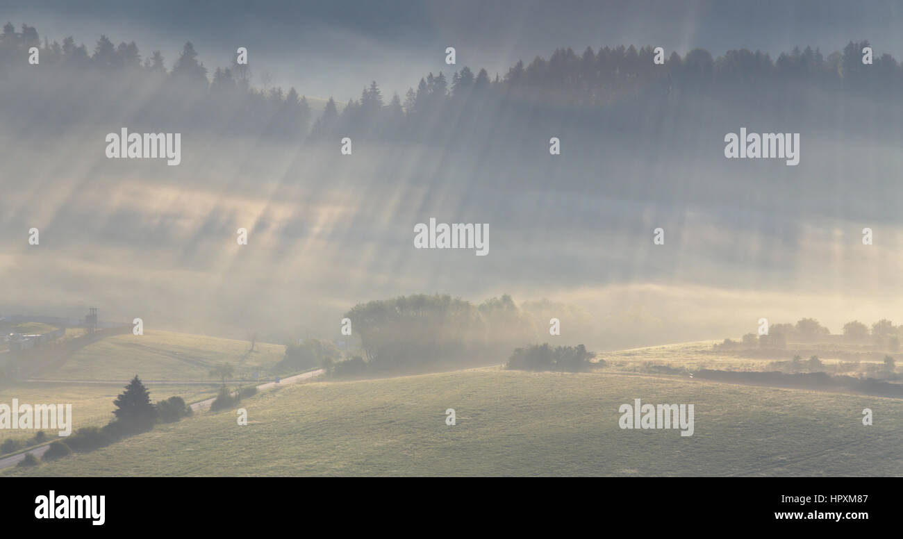 Sunlight rays shines through fog in morning forest Stock Photo - Alamy