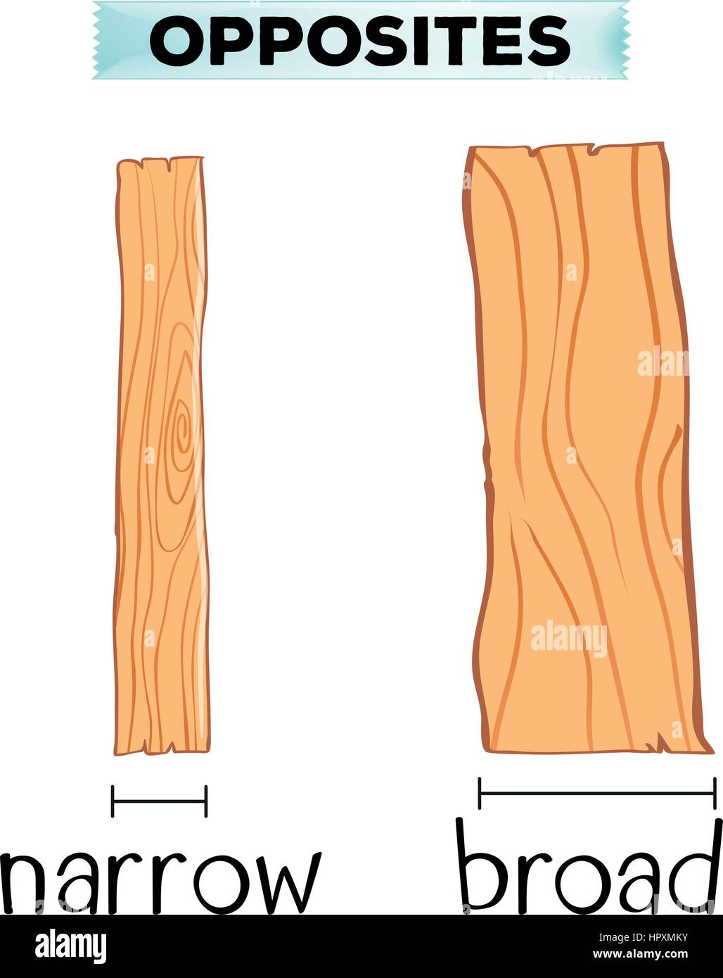 Opposite words for narrow and broad illustration Stock Vector Image ...