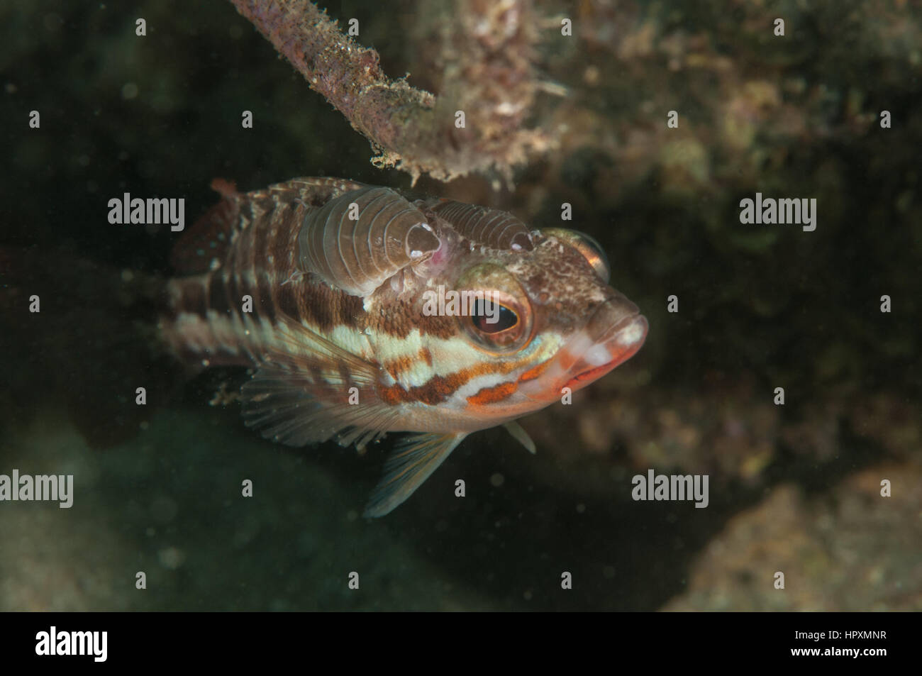 Sea lice hi-res stock photography and images - Alamy