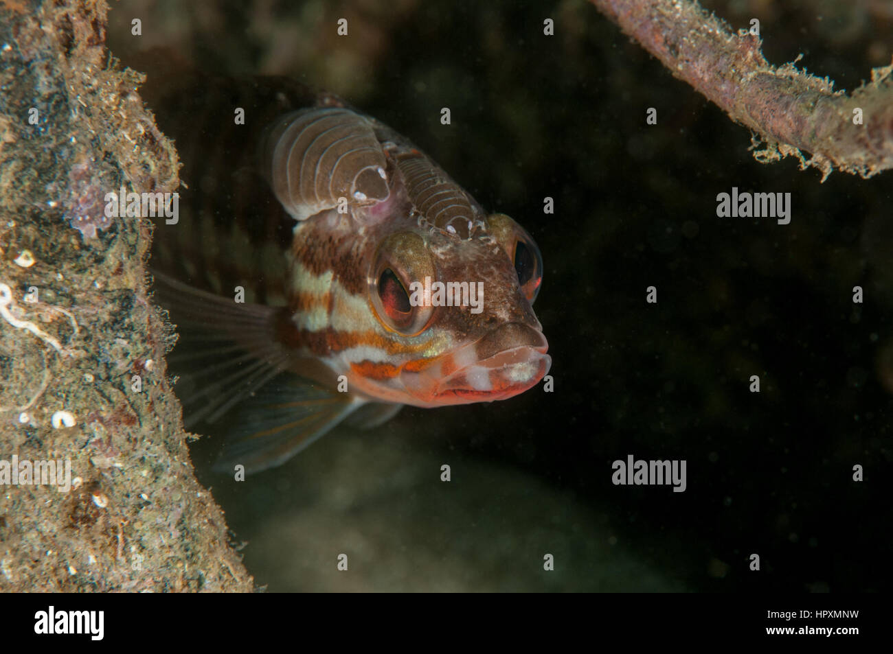 Sea lice hi-res stock photography and images - Alamy