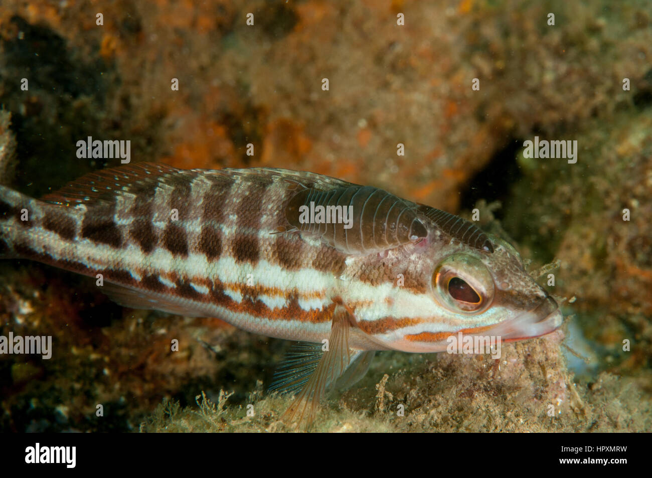 Sea lice hi-res stock photography and images - Alamy