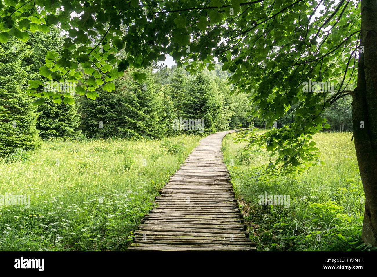 Wooden pathways lead visitors through forests and over lakes at ...