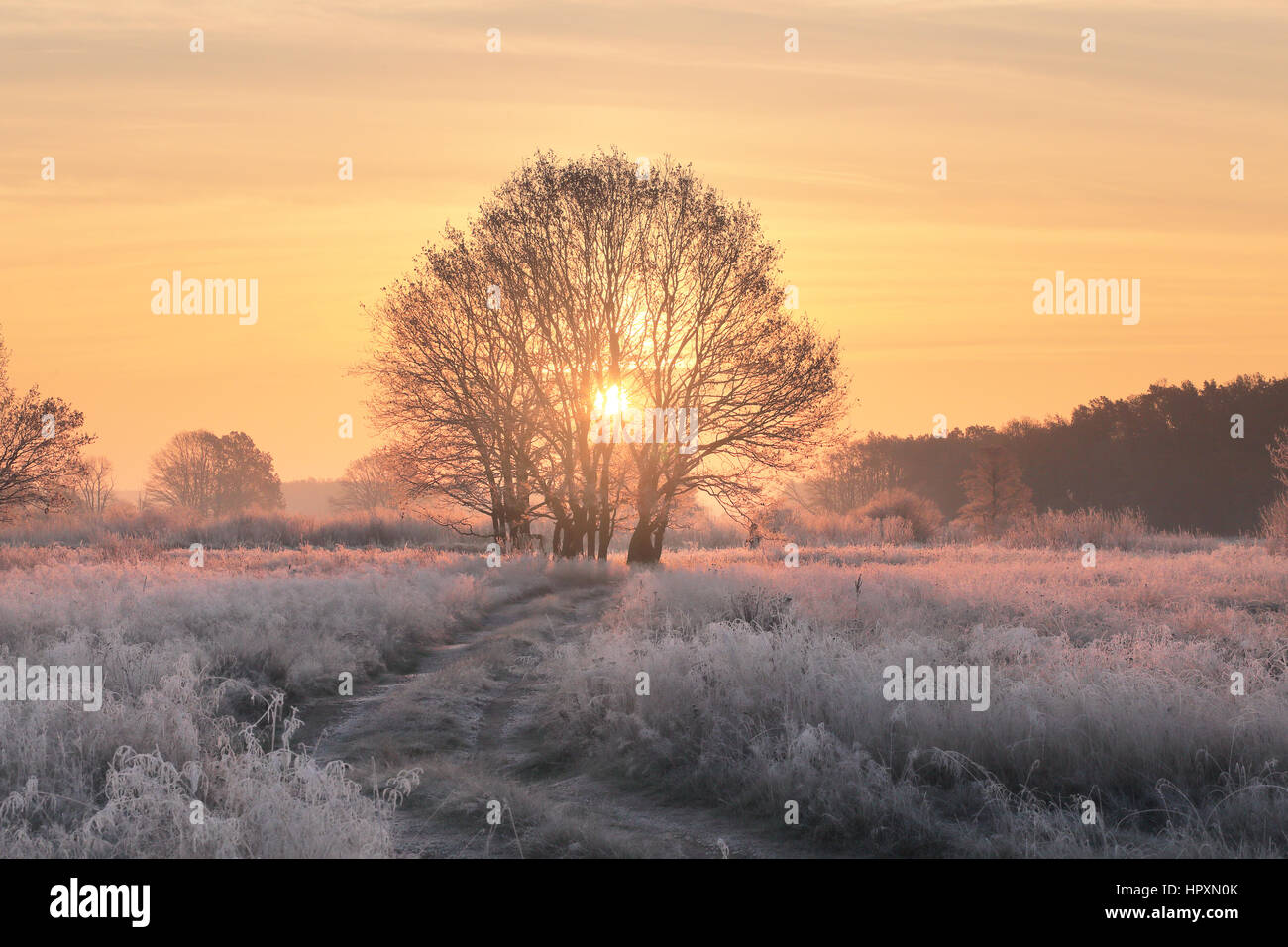 Sun is rising through the grass and trees hi-res stock photography and ...