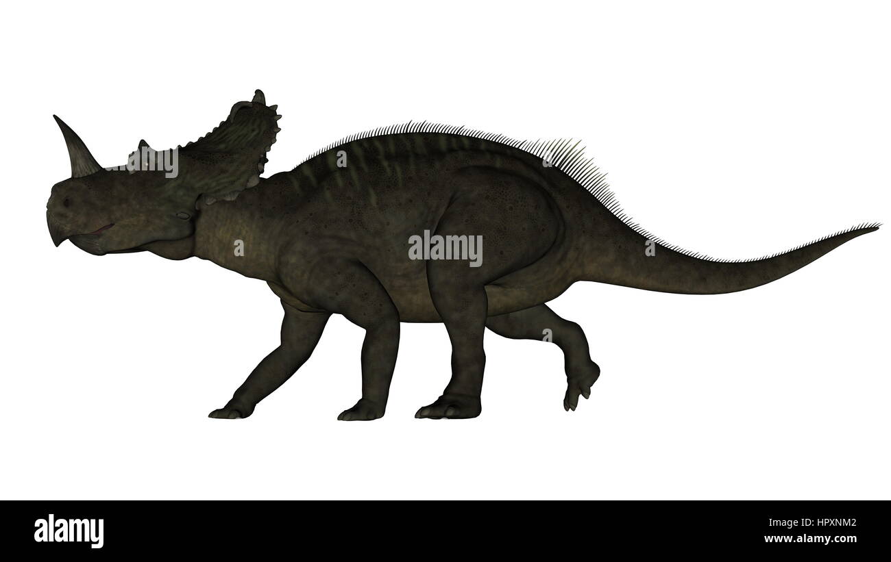 Centrosaurus dinosaur walking isolated in white background - 3D render ...
