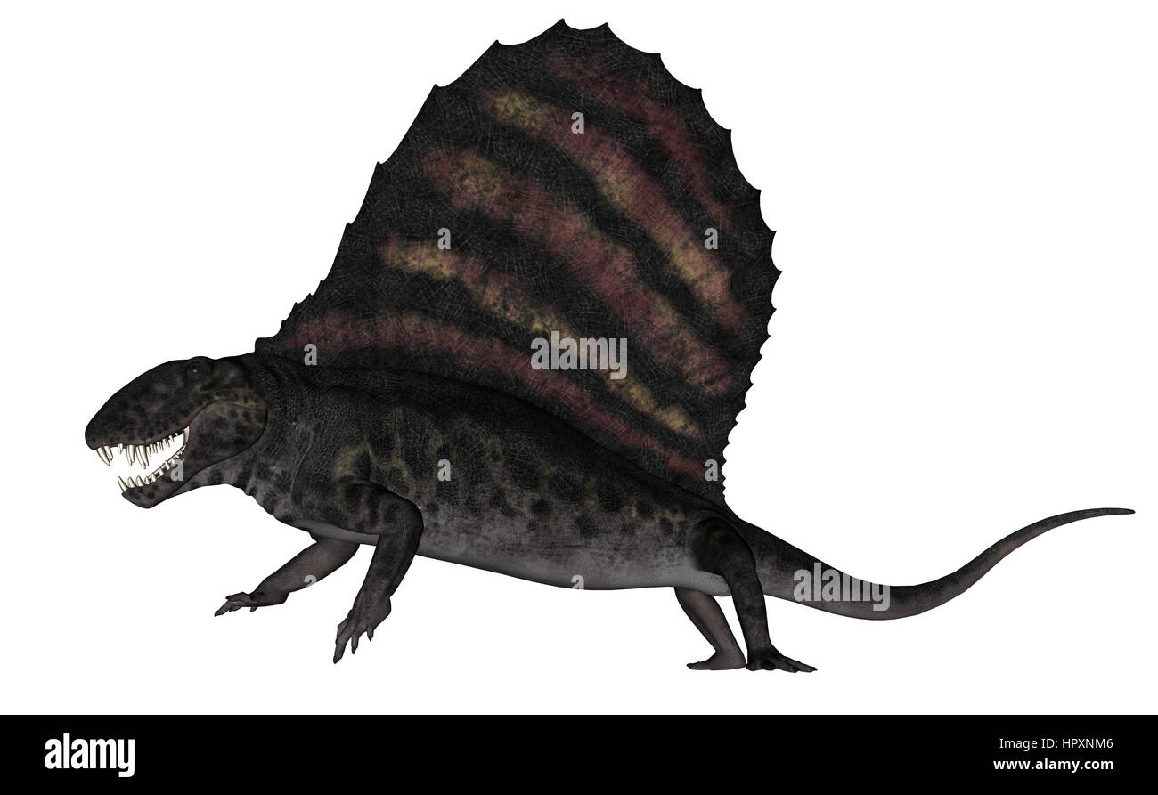 Dimetrodon dinosaur roaring isolated in white background - 3D render ...
