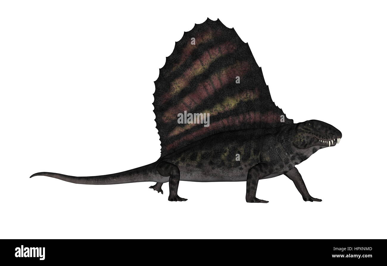 Dimetrodon dinosaur walking isolated in white background - 3D render ...